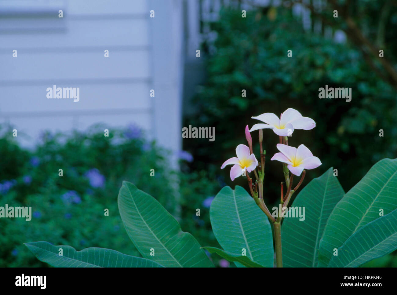 Rhododendron Lemon Drop Stock Photo - Alamy