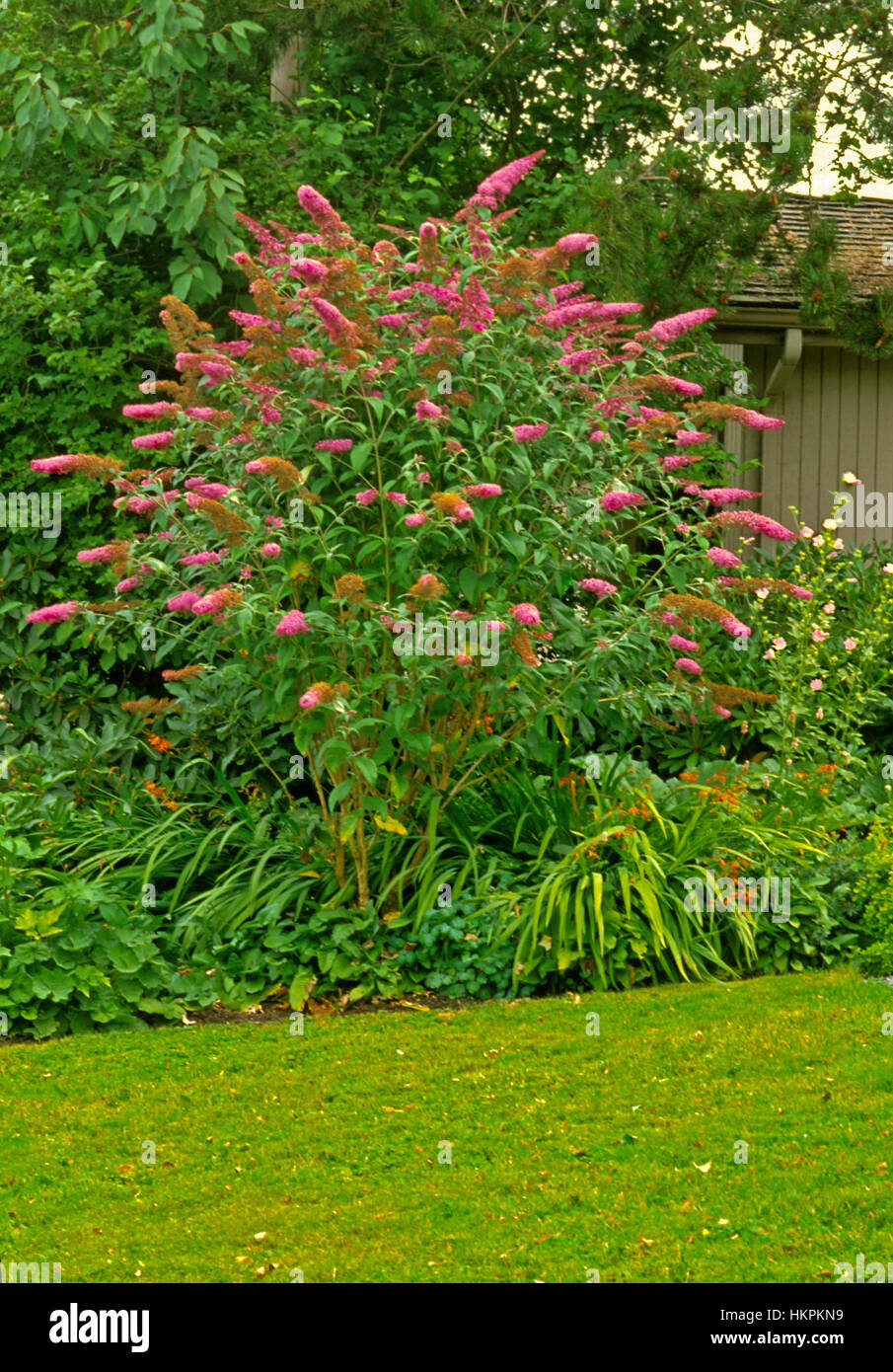 Buddleia Pink Delight Stock Photo - Alamy