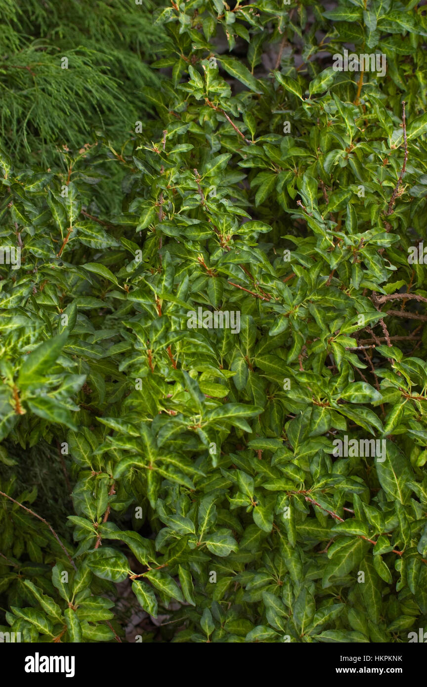 Forsythia fiesta hi-res stock photography and images - Alamy