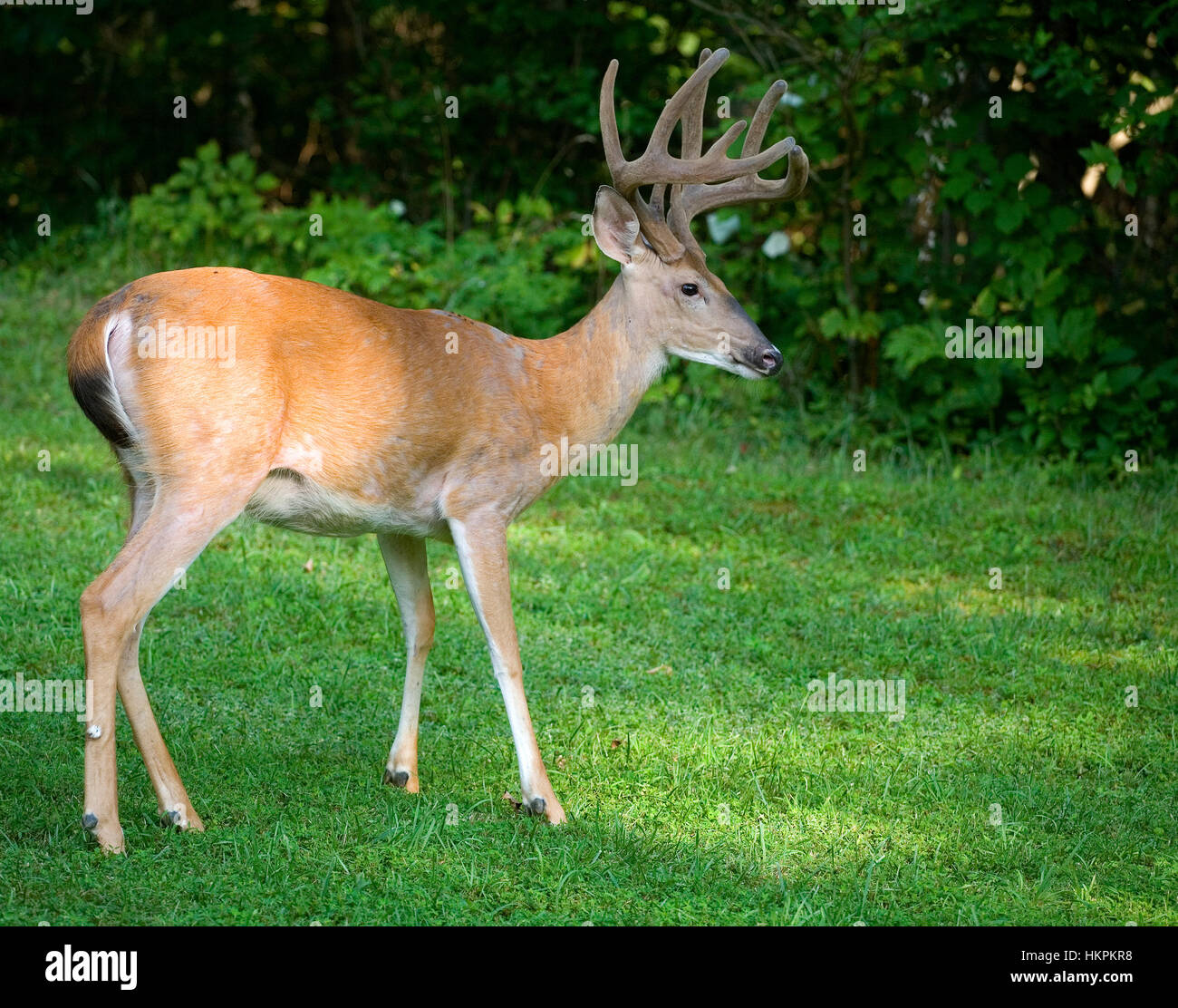 Whitetail buck with ten points that are in velvet Stock Photo - Alamy