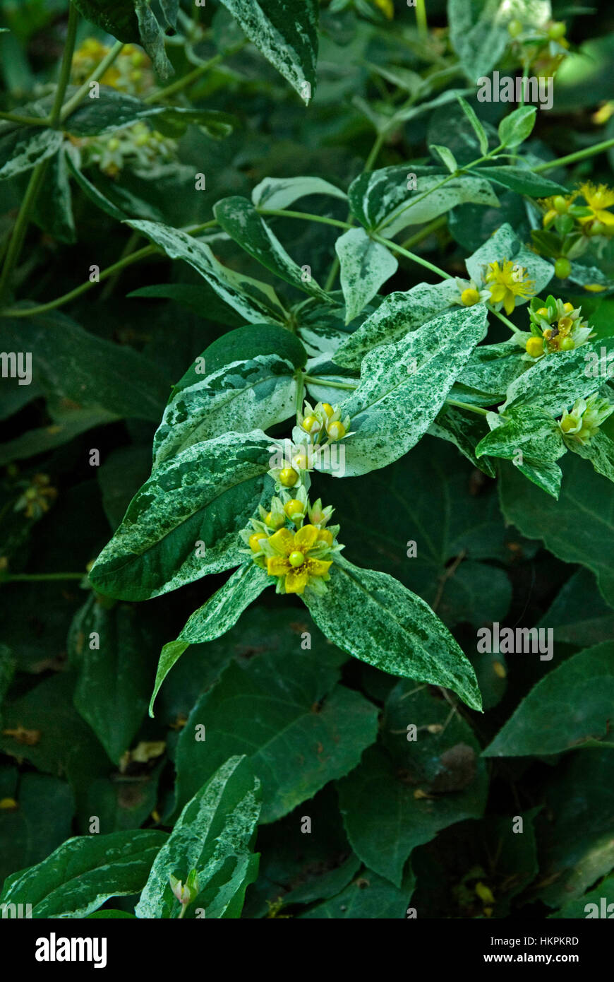 Variegated hypericum hi-res stock photography and images - Alamy