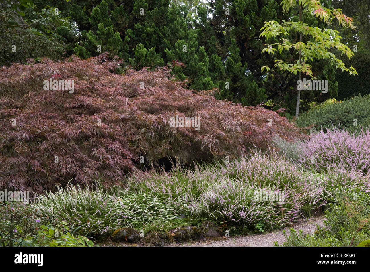 Red Japanese maple underplanted with heather Stock Photo - Alamy