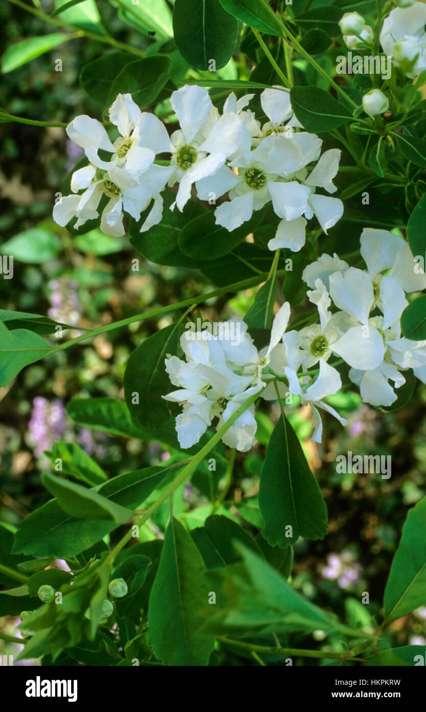 Exochorda macrantha The Bride Stock Photo - Alamy