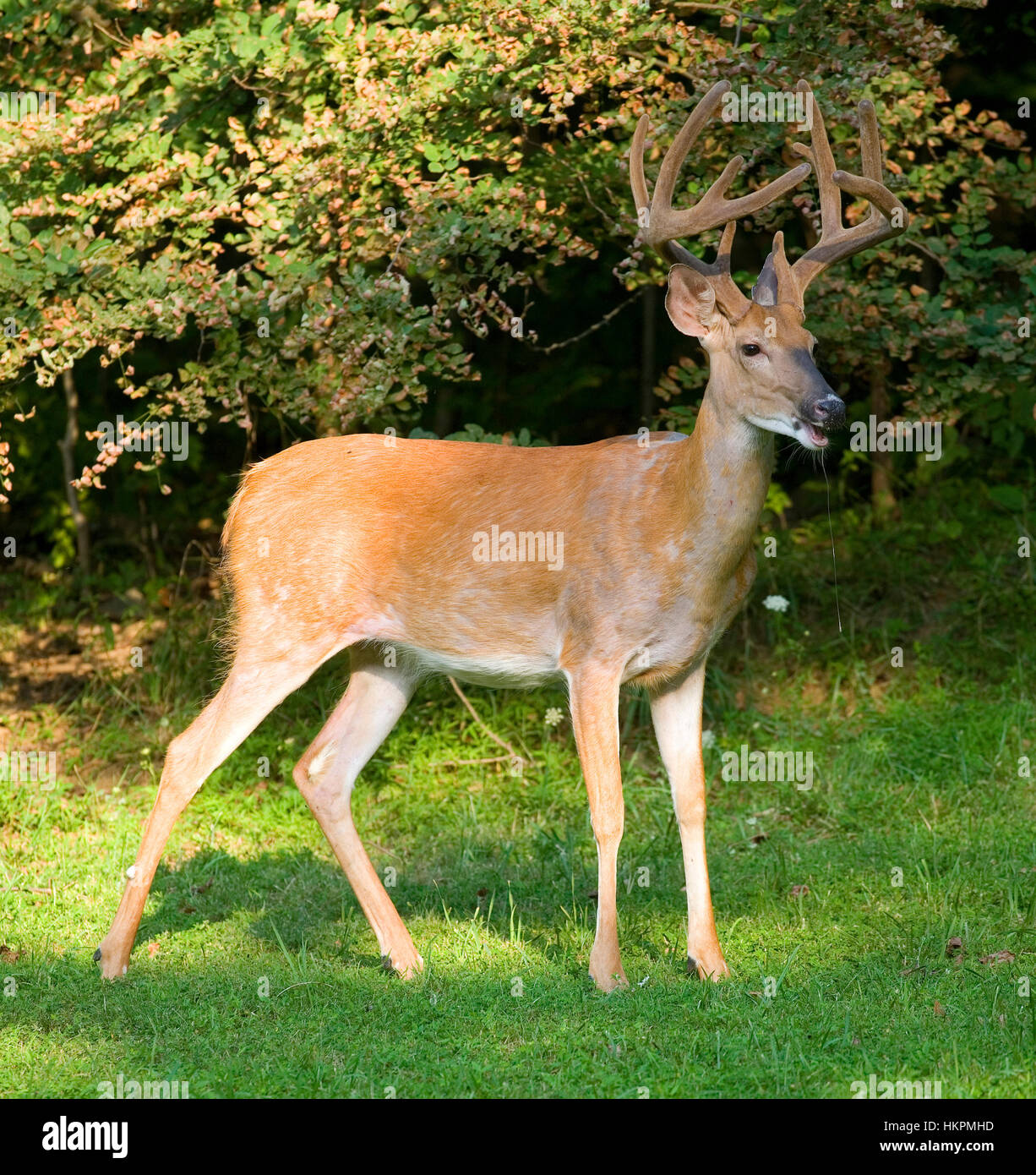 Whitetail buck with antlers in velvet that is drooling Stock Photo - Alamy