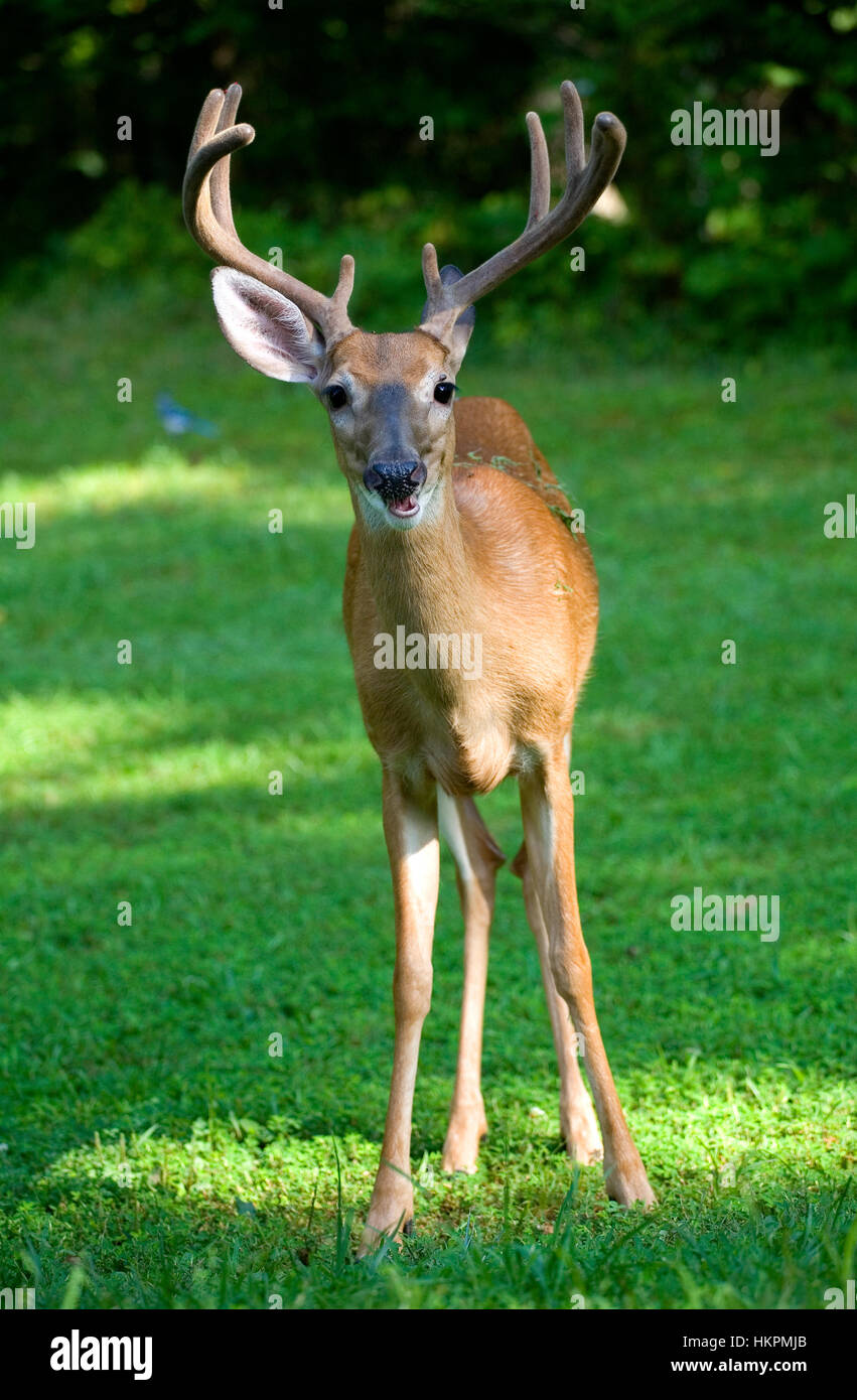 Whitetail deer buck standing in hi-res stock photography and images - Alamy