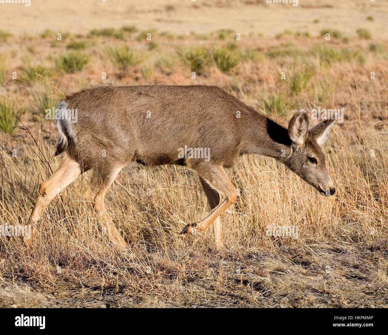 Mule deer doe with its head down looking for food Stock Photo - Alamy