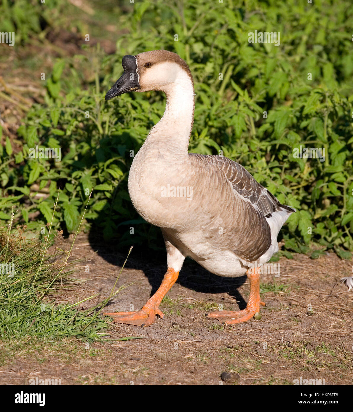 Goose walking in the sun with a shadow in tow Stock Photo - Alamy