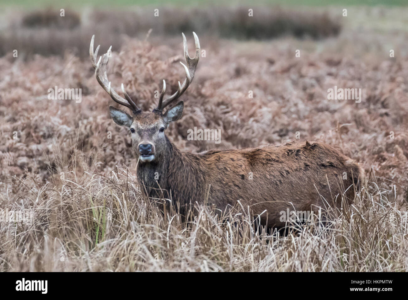 Richmond Park Winter Deer High Resolution Stock Photography and Images ...