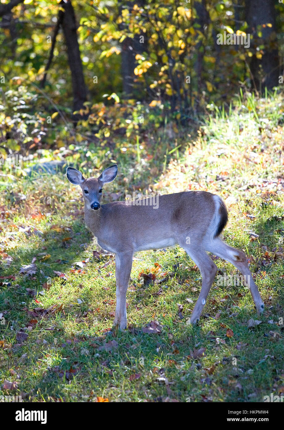 Whitetail deer fall colors hi-res stock photography and images - Alamy