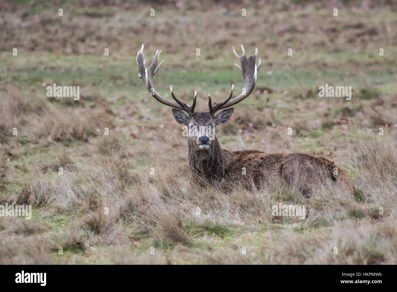 Red Deer Stag Sitting in Grass in January. During the Winter in ...
