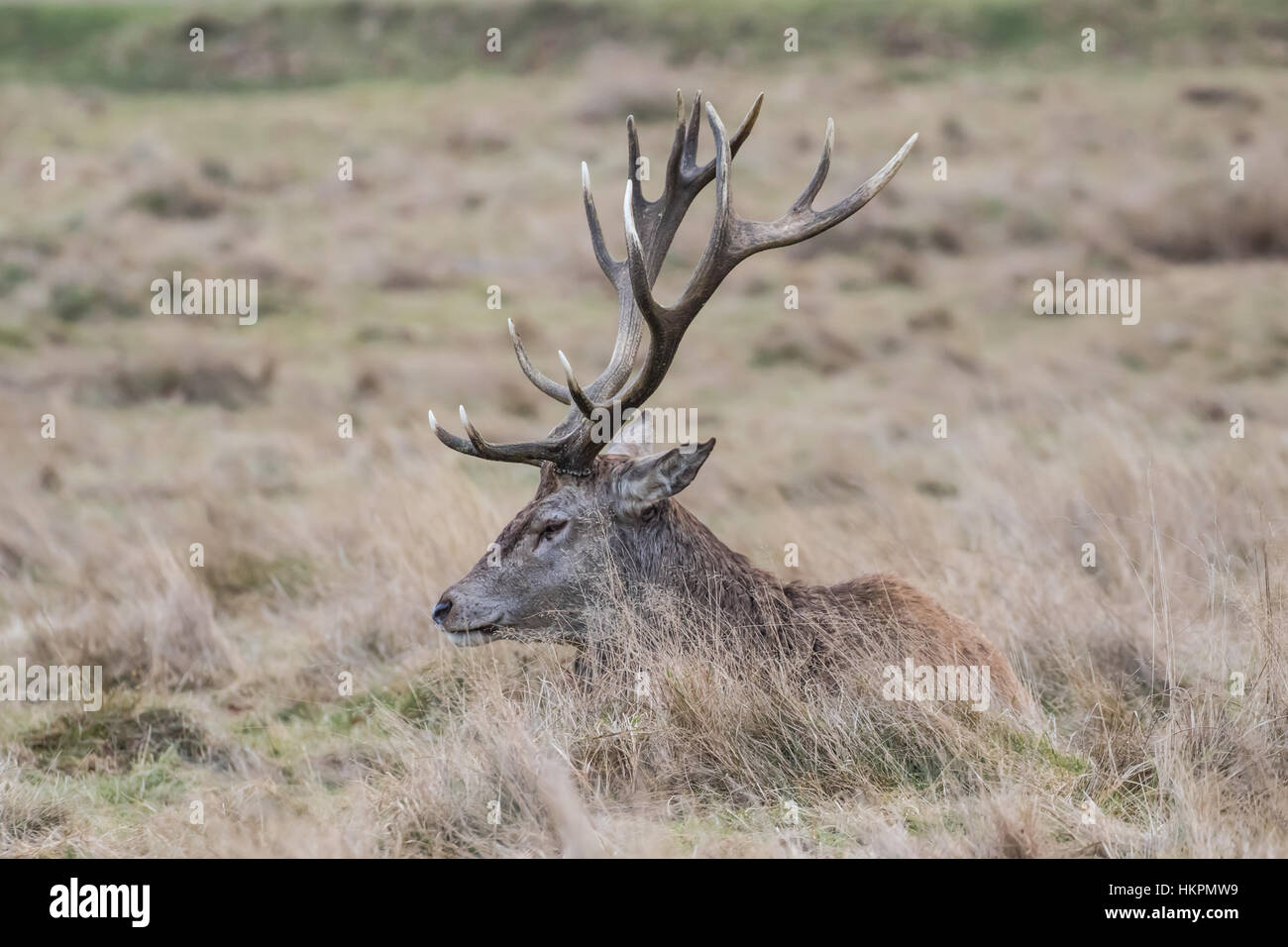 Red Deer Stag Sitting in Grass in January. During the Winter in ...