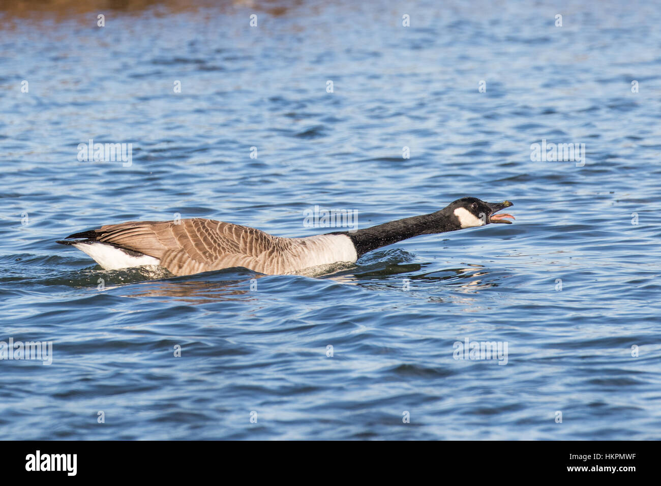 Goose Beak Stock Photos & Goose Beak Stock Images - Alamy