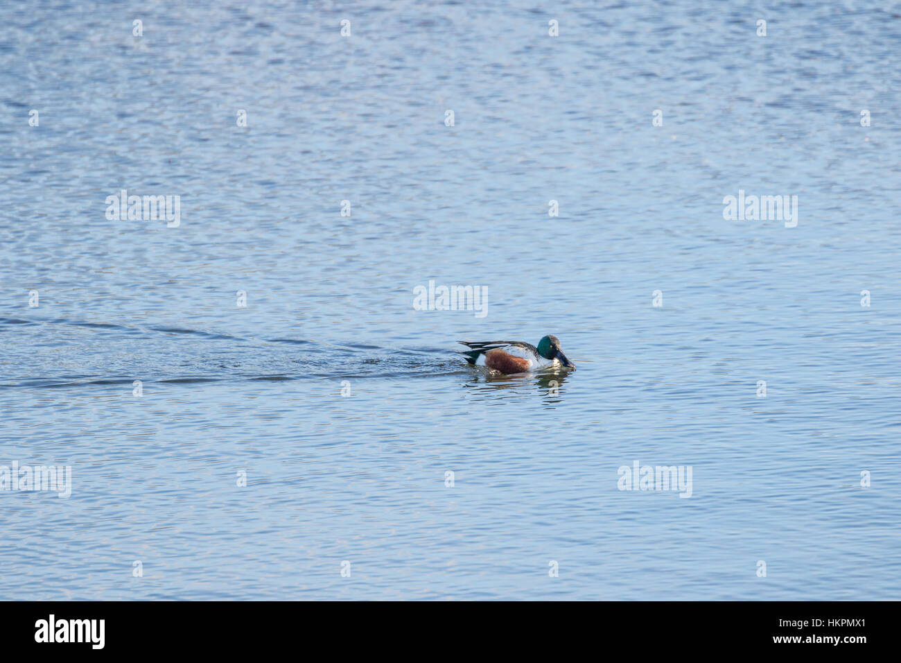 Male Northern Shoveler ( Shoveller ) Duck Swimming on Water. Anas ...