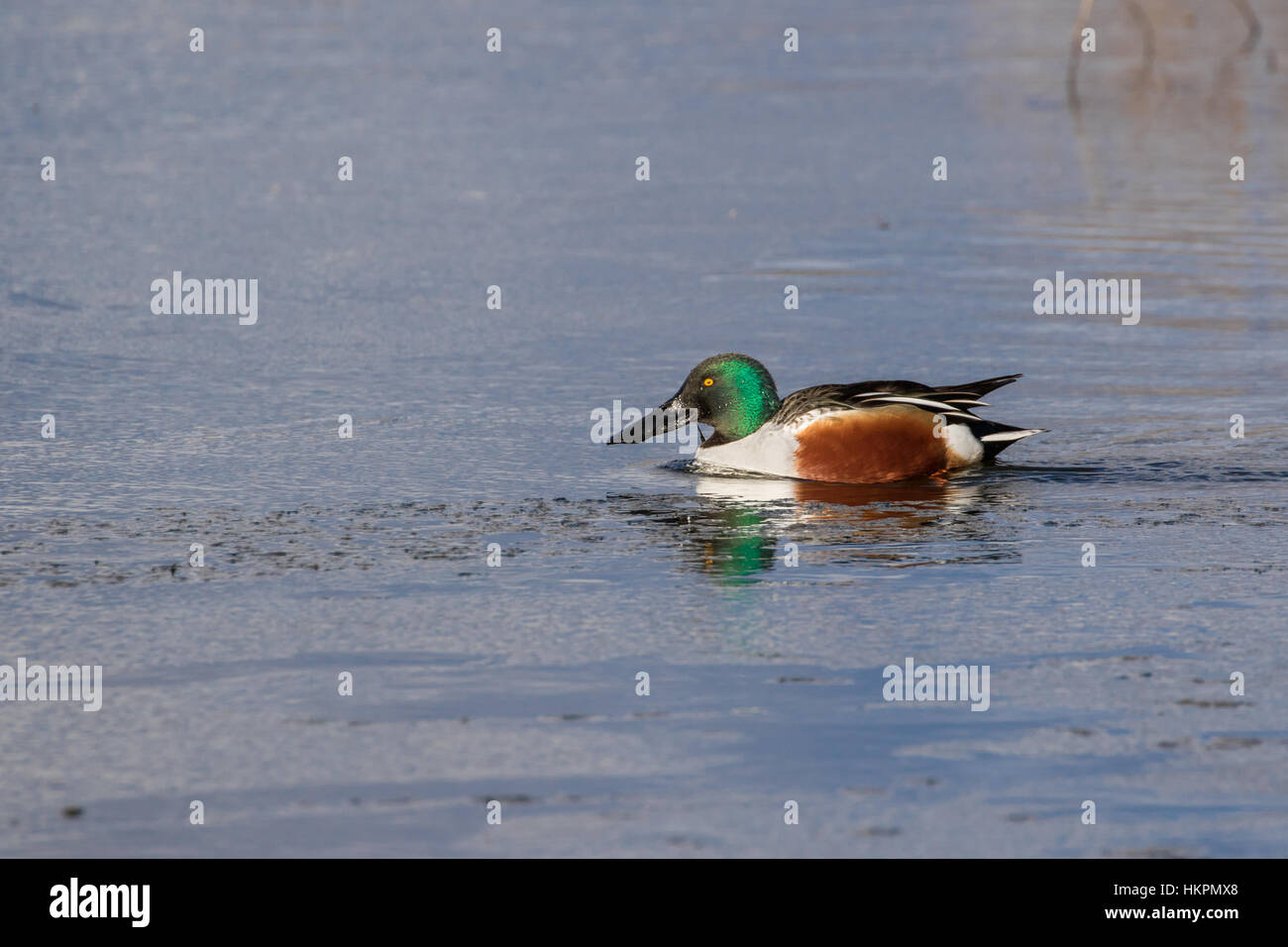 Male Northern Shoveler ( Shoveller ) Duck Swimming on Water. Anas ...