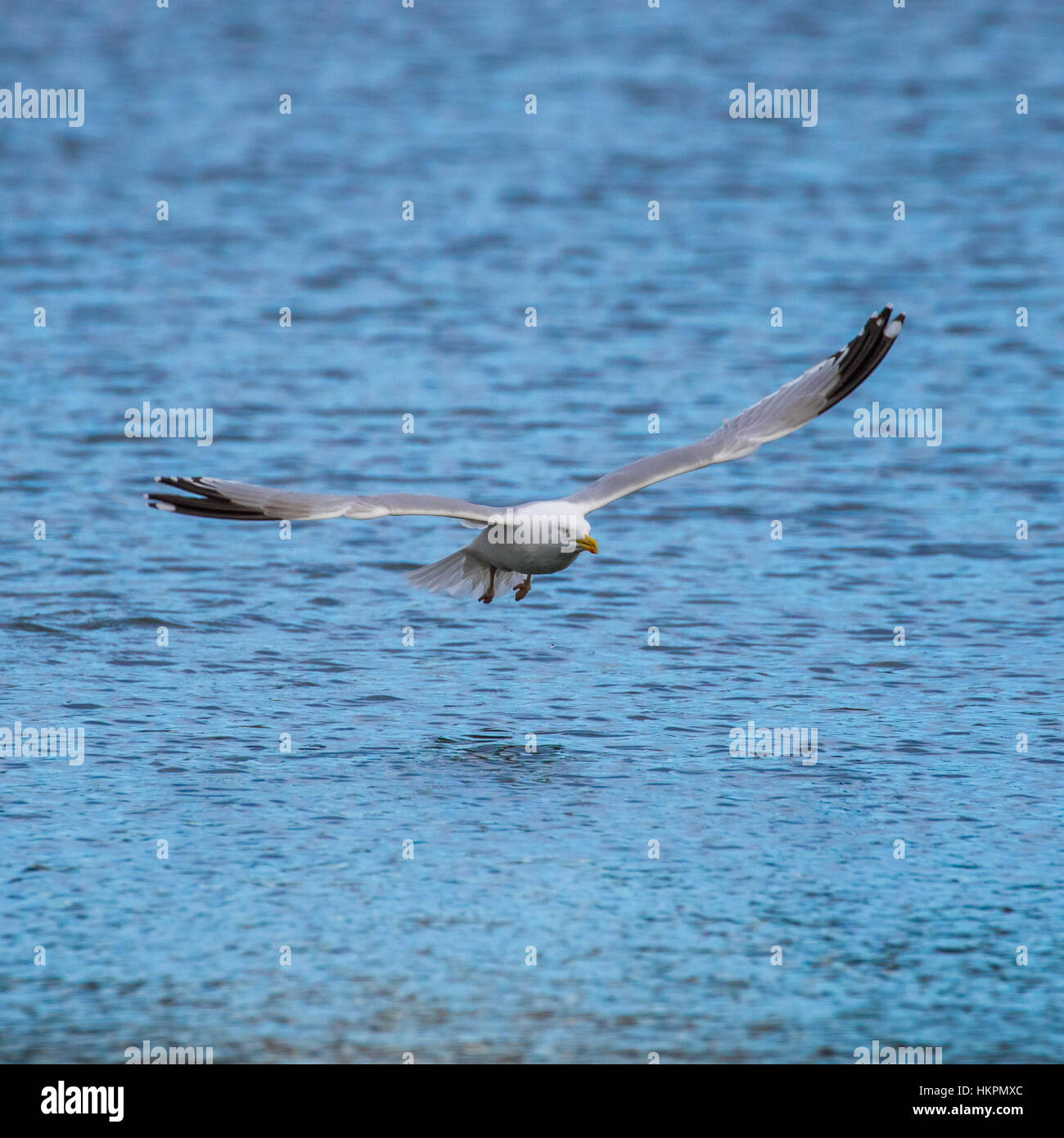 Gull in Flight Stock Photo - Alamy
