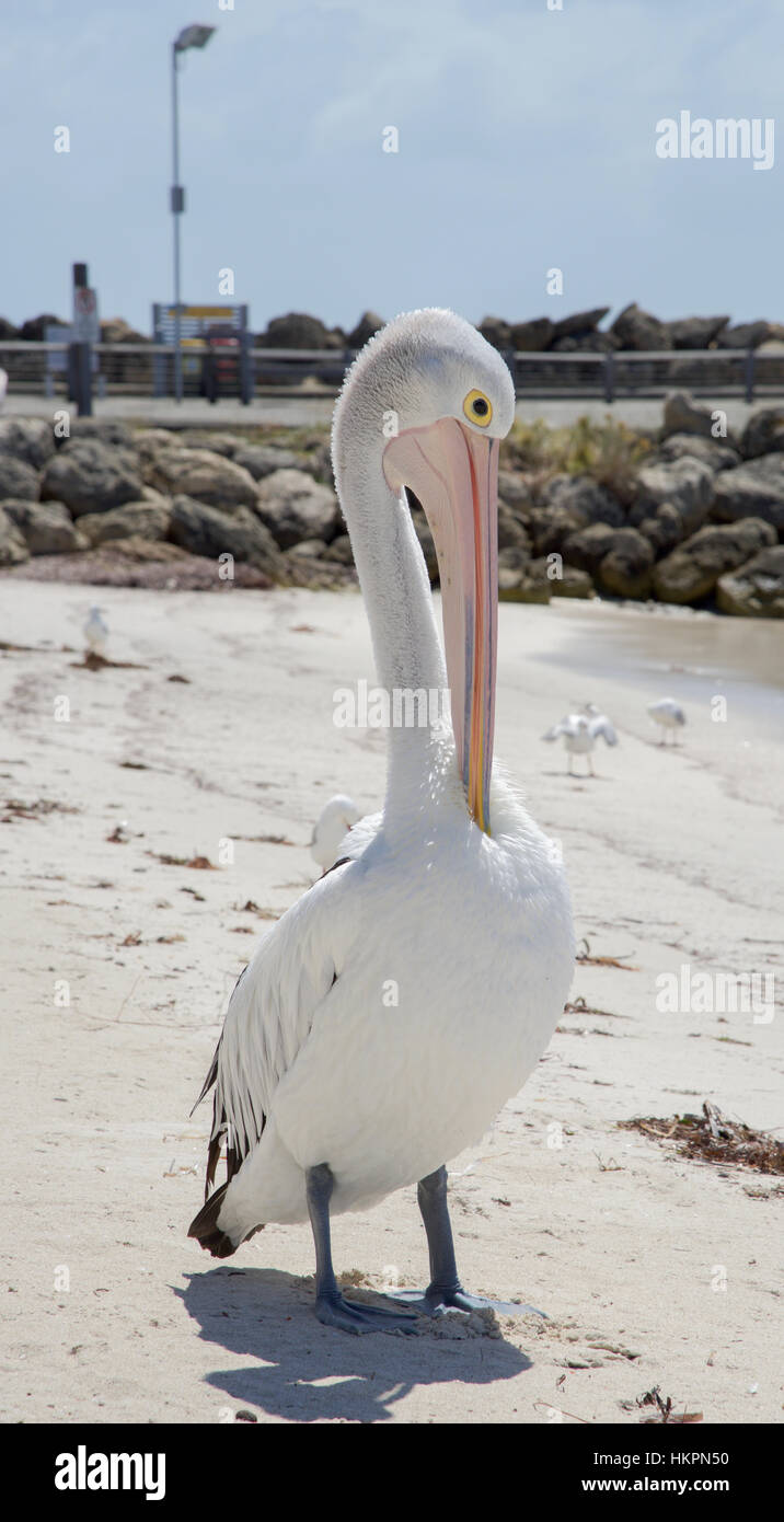 Large pelican posing and gazing in friendly manner at Rottnest Island ...