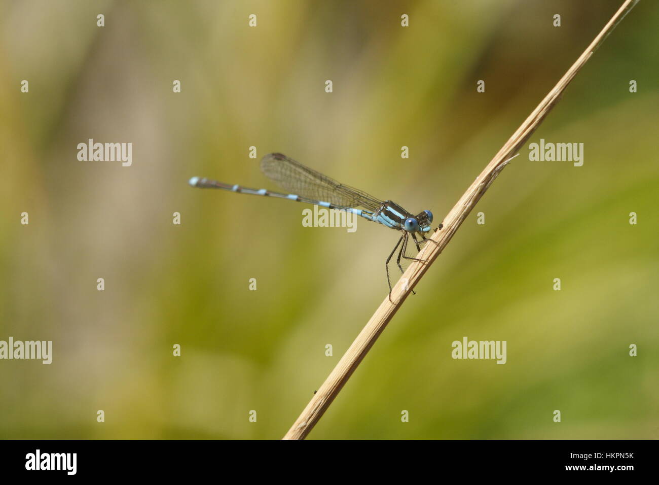 Australia insect damselfly hi-res stock photography and images - Alamy