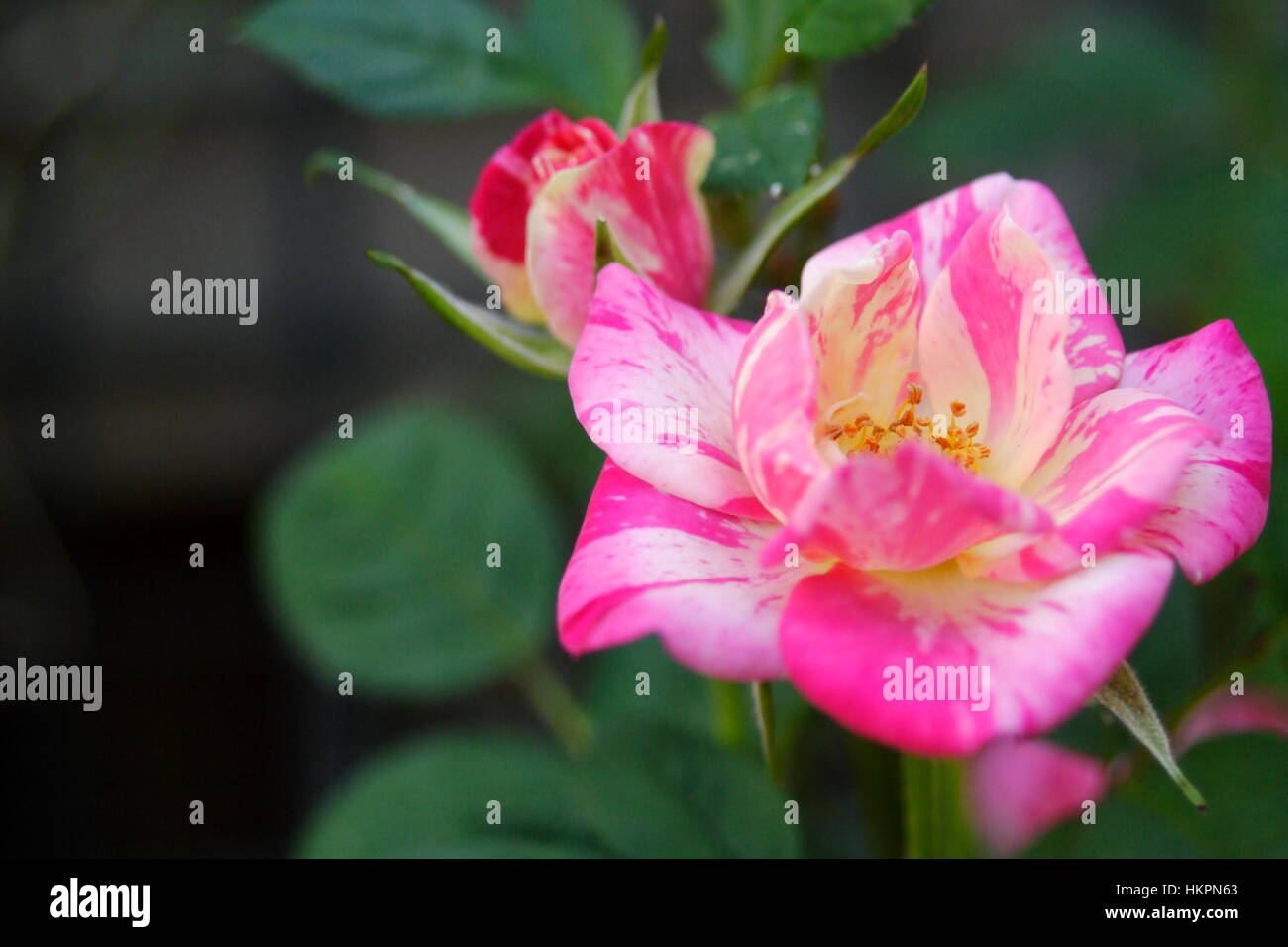 Varigated Pink Rose Stock Photo - Alamy