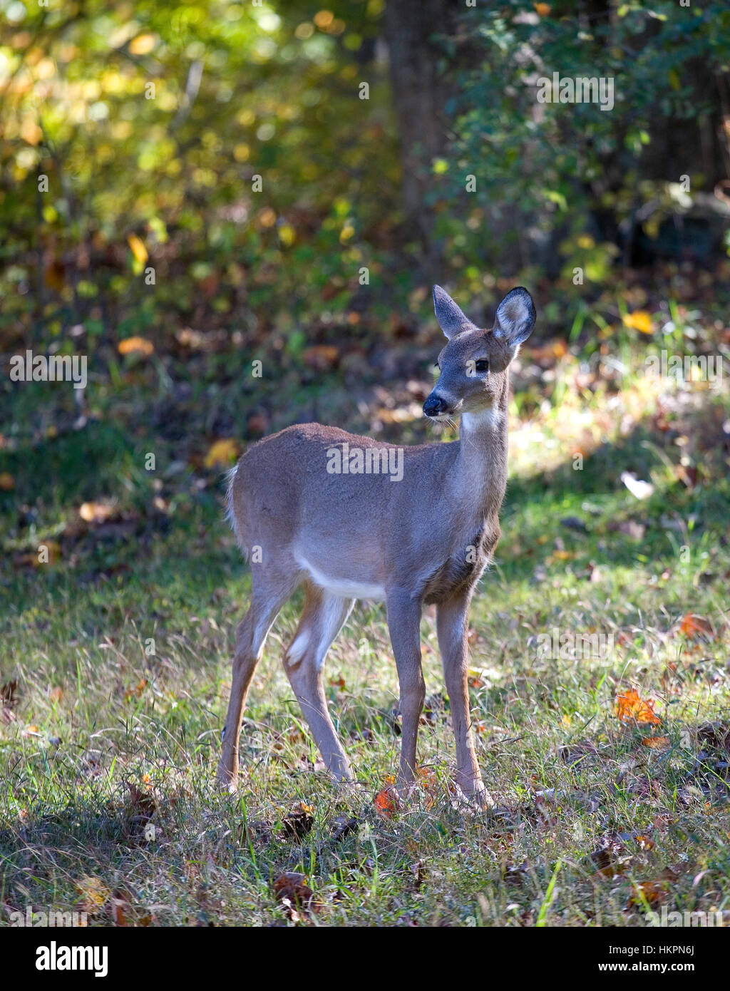 Whitetail deer doe near an early fall forest with leaves changing Stock ...