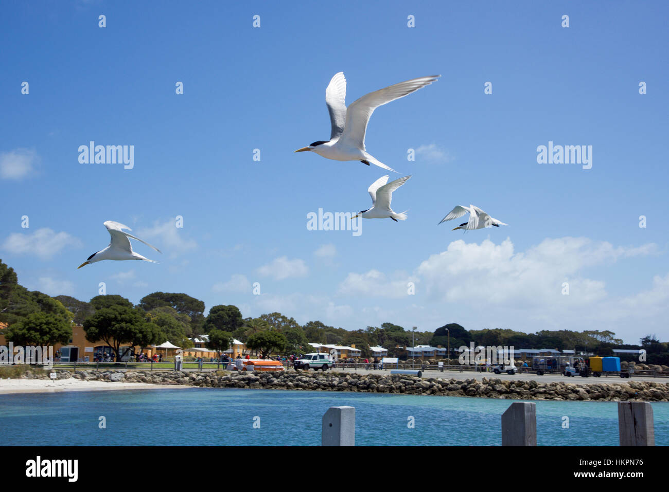 Small group of crested terns in flight at Rottnest Island in Western ...