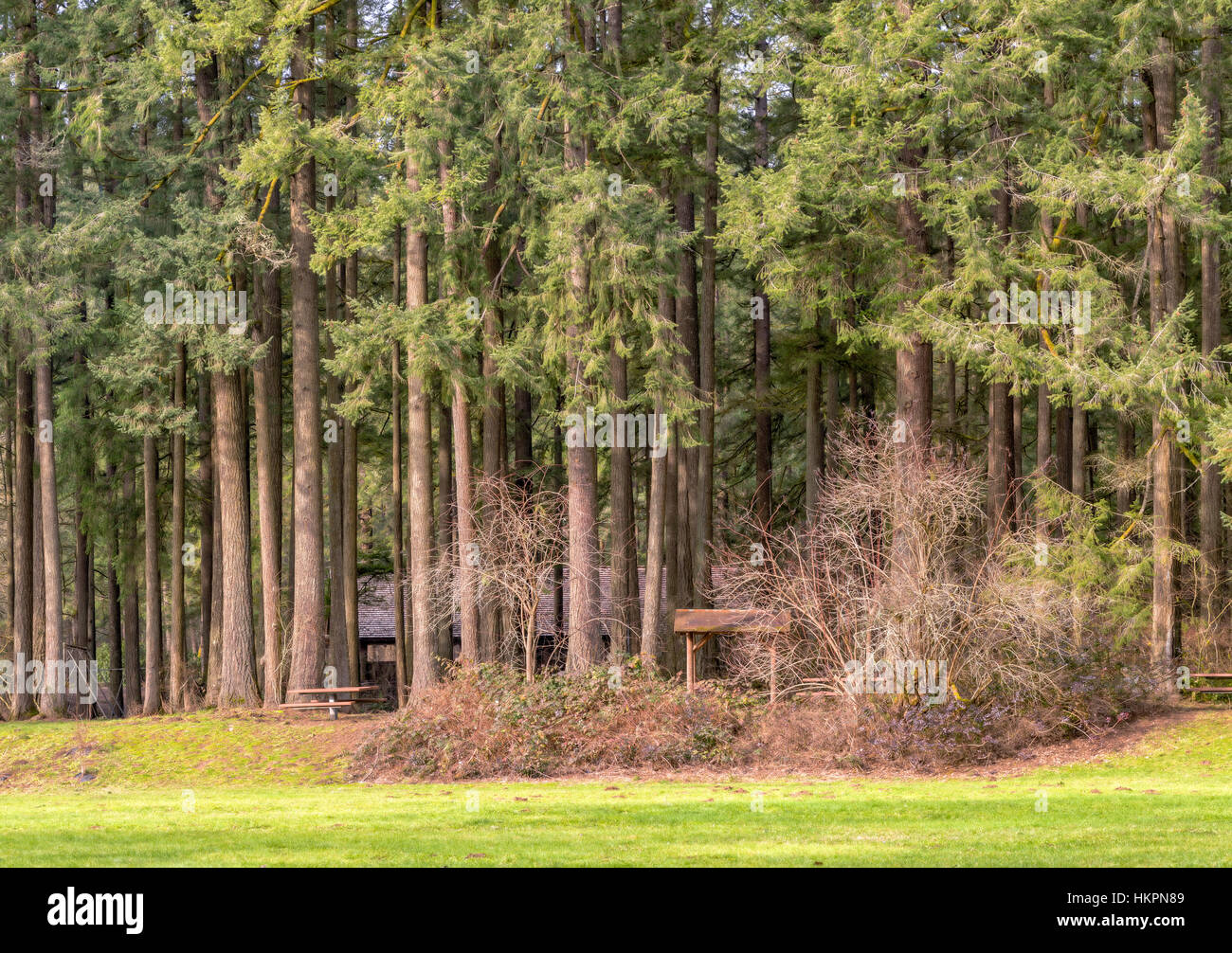 Woodlands trees landscape and state parks Washington state Stock Photo ...