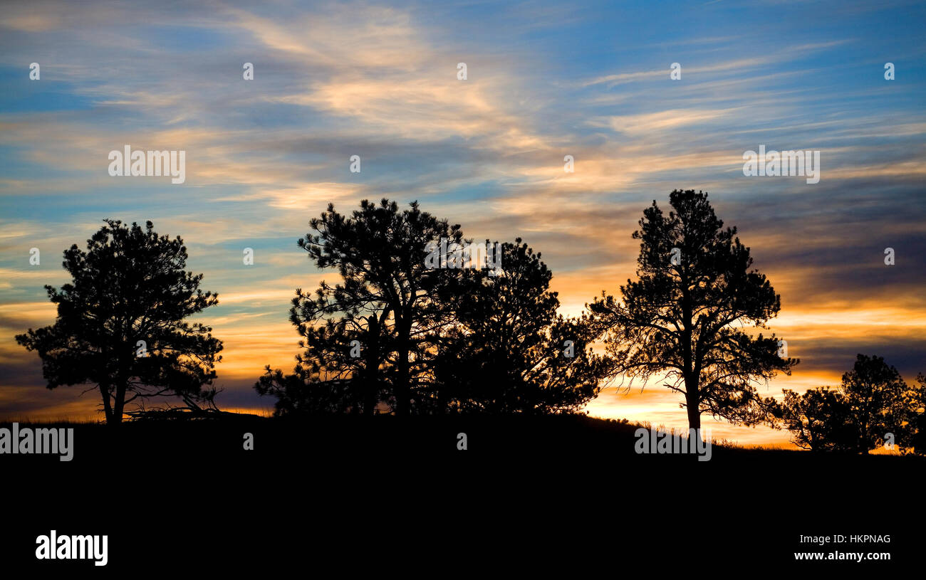 Silhouetting trees hi-res stock photography and images - Alamy