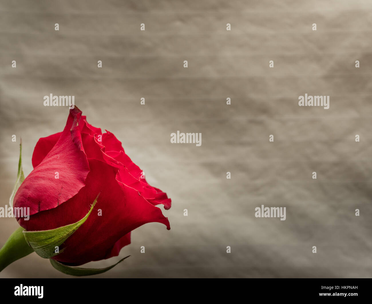 Single red rose on neutral background, copy space Stock Photo - Alamy