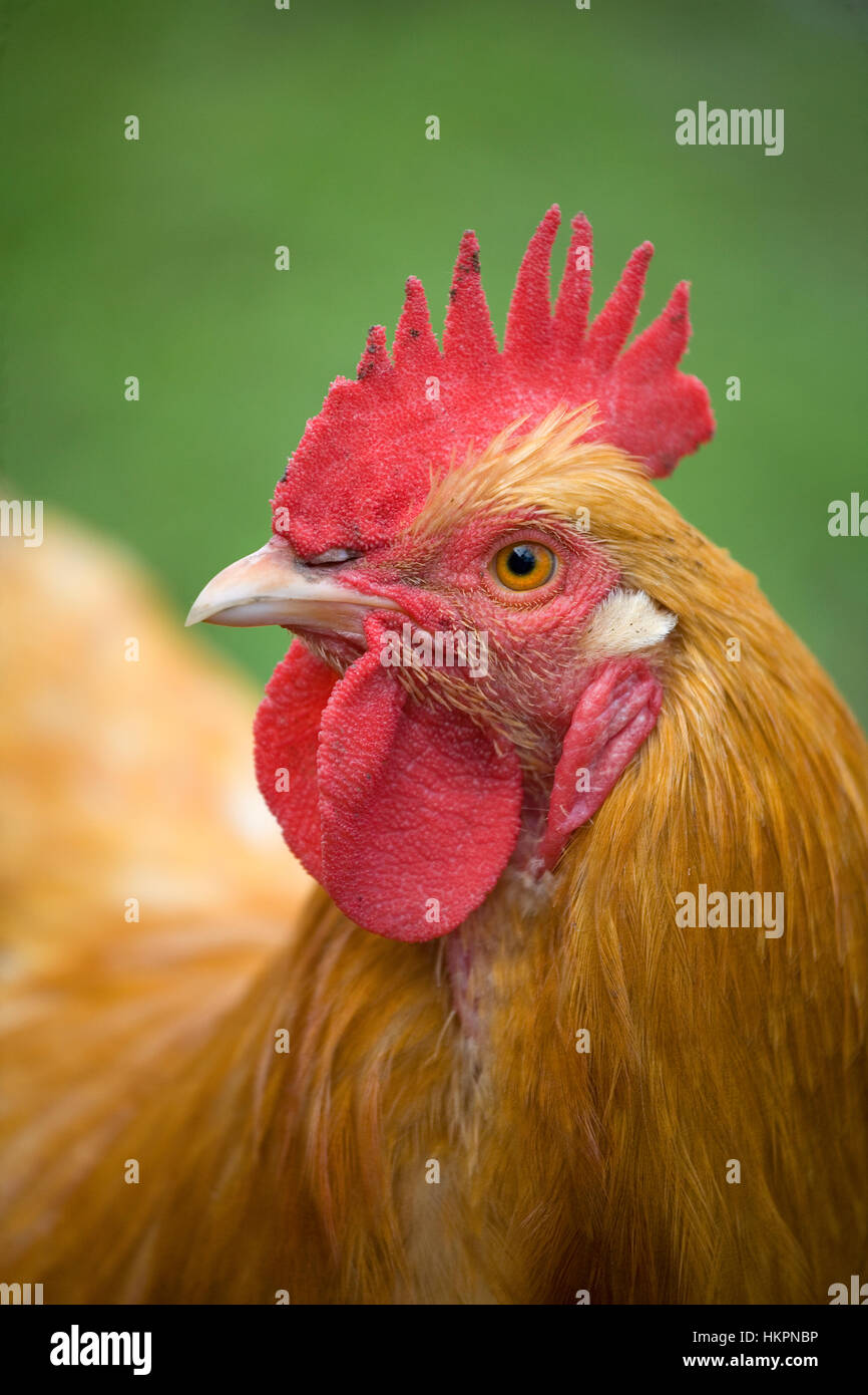 Male Rooster High Resolution Stock Photography and Images - Alamy