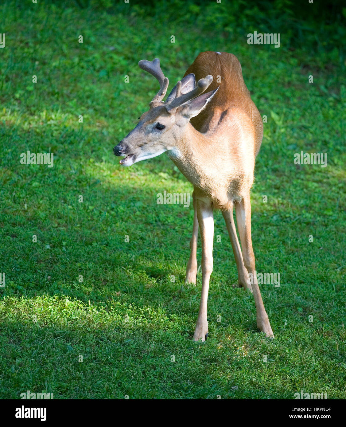 Whitetail deer that has small antlers that are in velvet Stock Photo ...