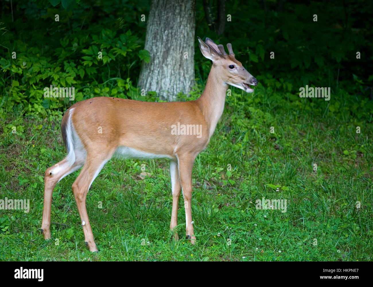 Whitetail deer buck in velvet with saliva on its mouth Stock Photo - Alamy