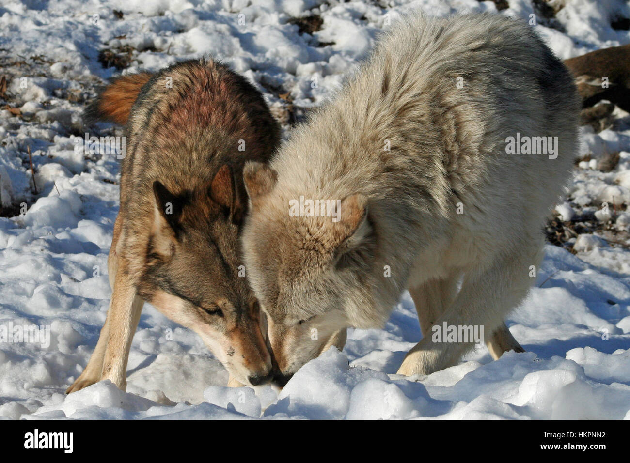 Brown Alpha Female Wolf