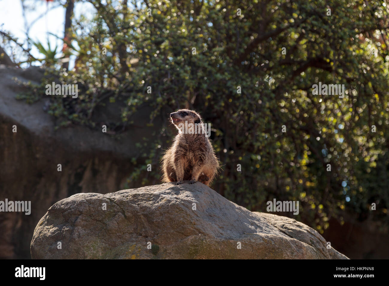 Meerkat , Suricata suricatta, on a large rock, on the lookout for ...