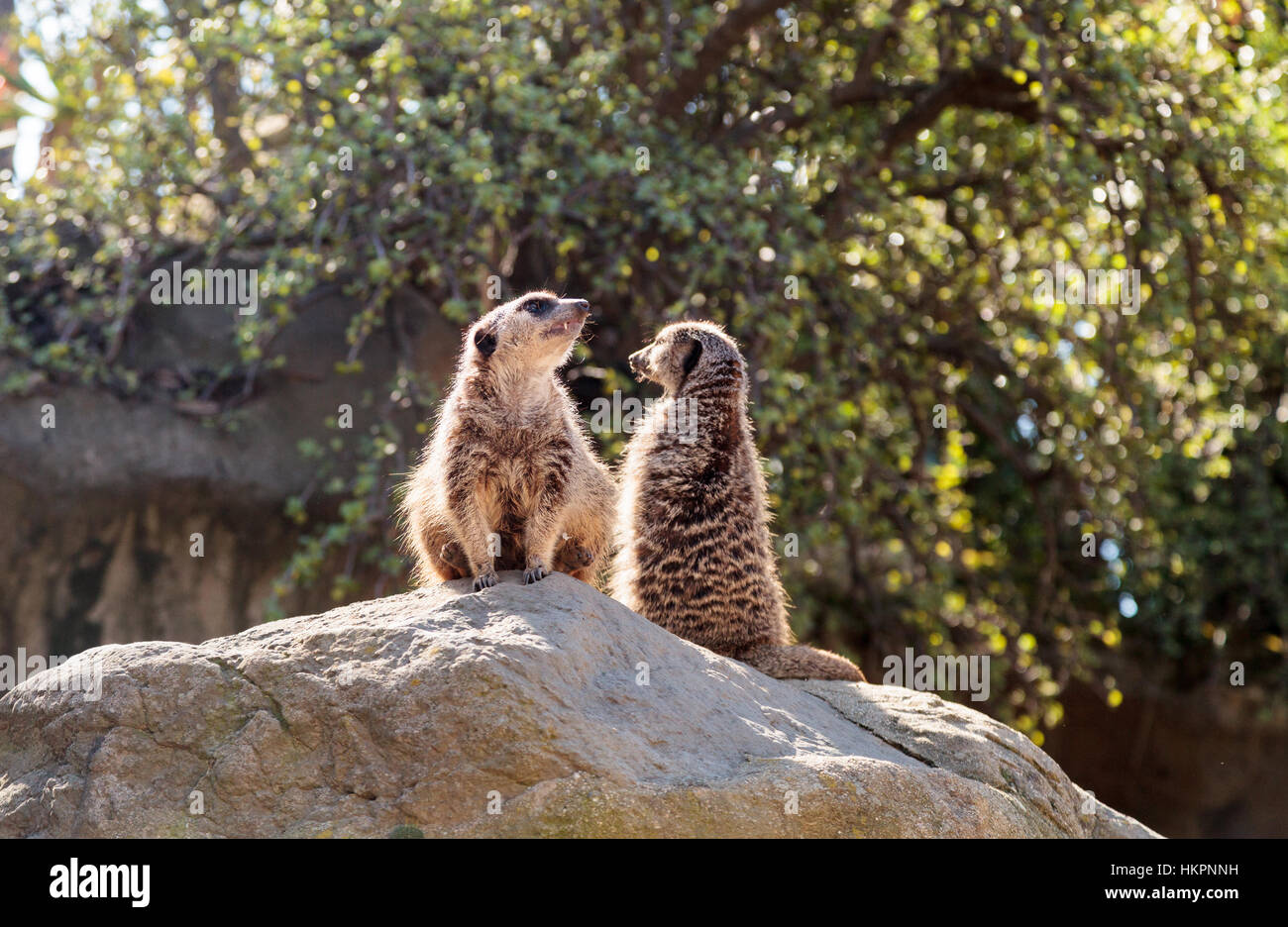 Meerkat , Suricata suricatta, on a large rock, on the lookout for ...