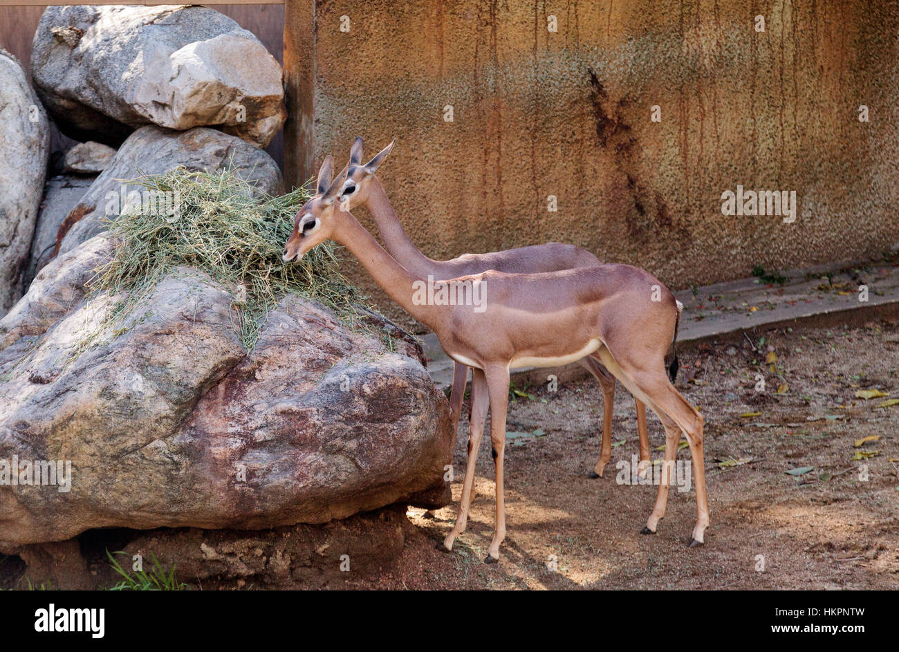 Giraffe antelope hi-res stock photography and images - Alamy