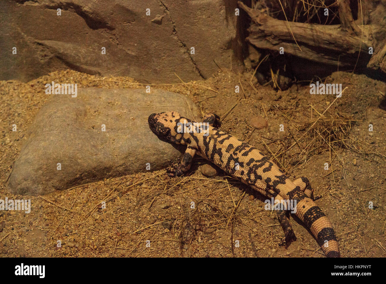 Gila monster, Heloderma suspectum, crawling over rocks in a desert ...