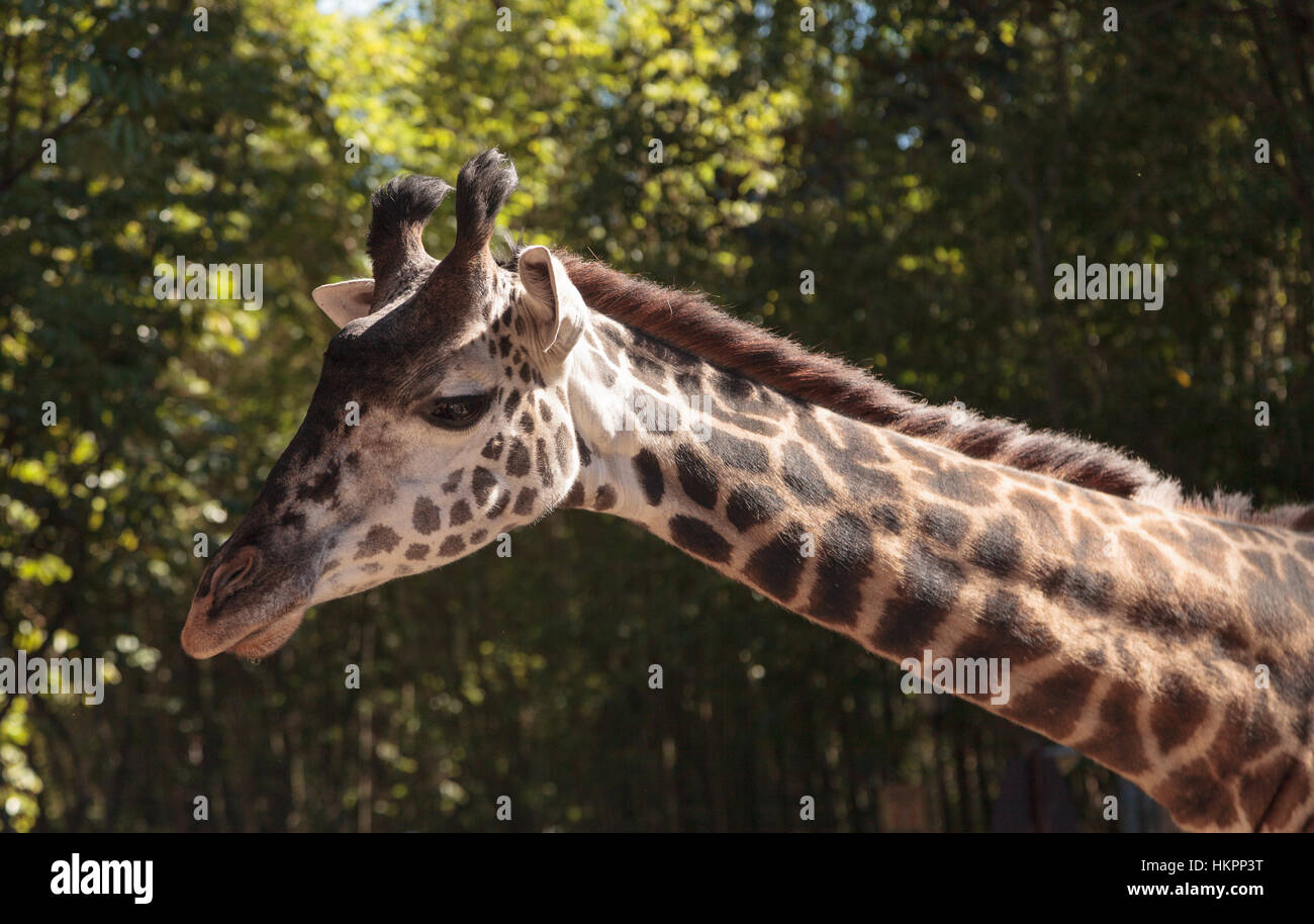 Giraffe are found in Africa and reach a height between 15 and 20 feet ...