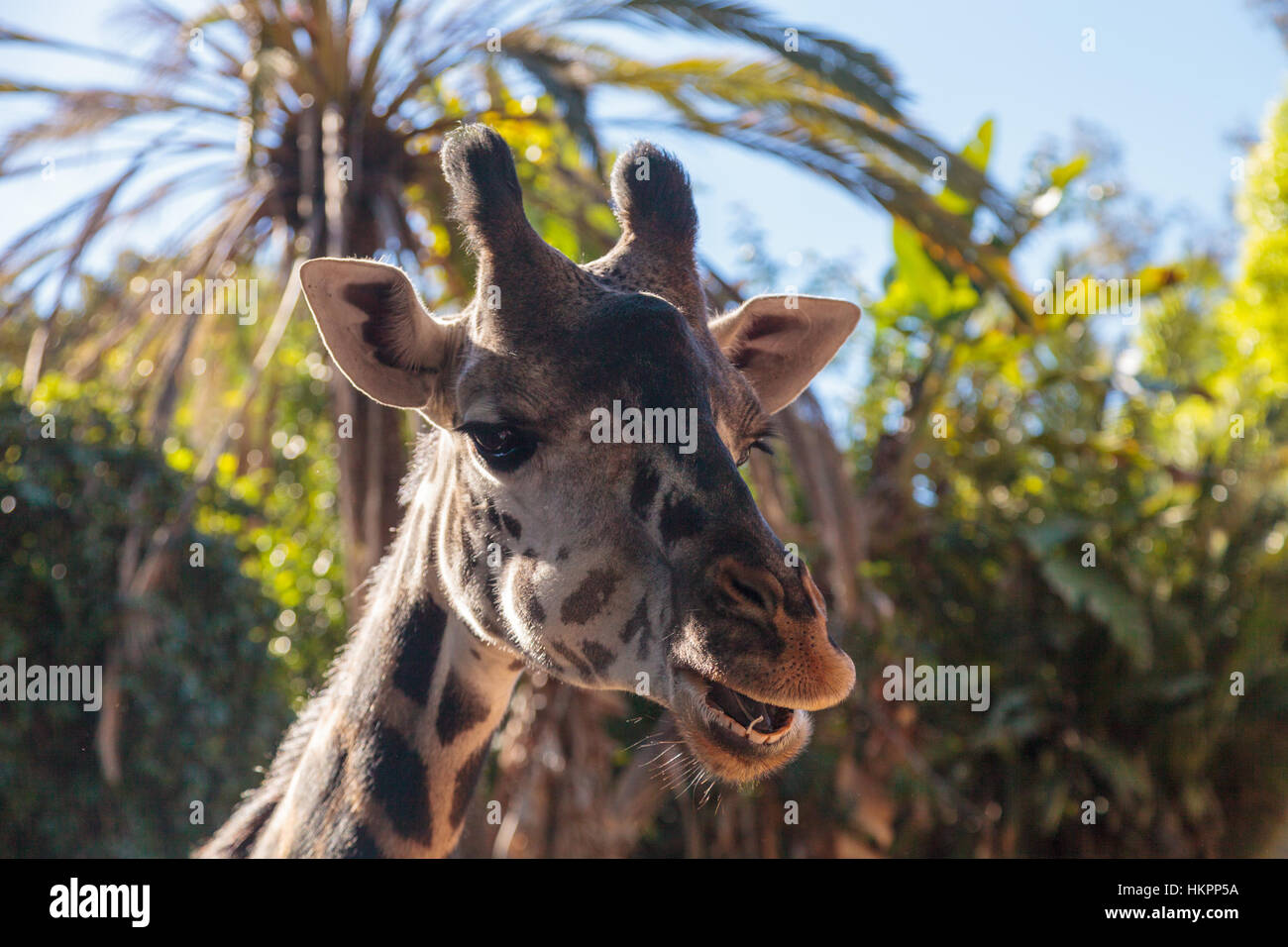 Giraffe feet hi-res stock photography and images - Alamy