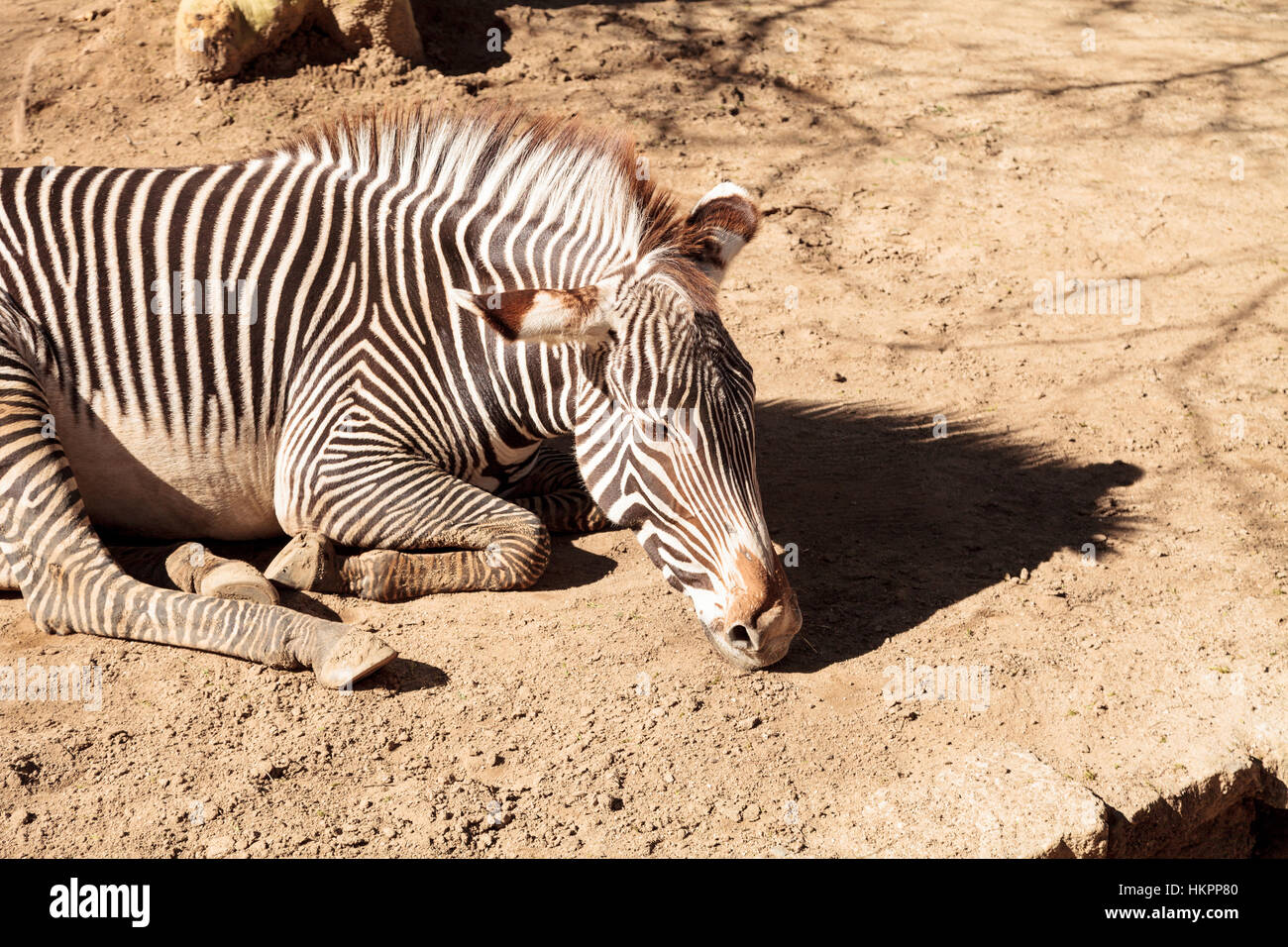 Grevy’s zebra, Equus grevyi, relaxes in the sun after a dust bath Stock ...