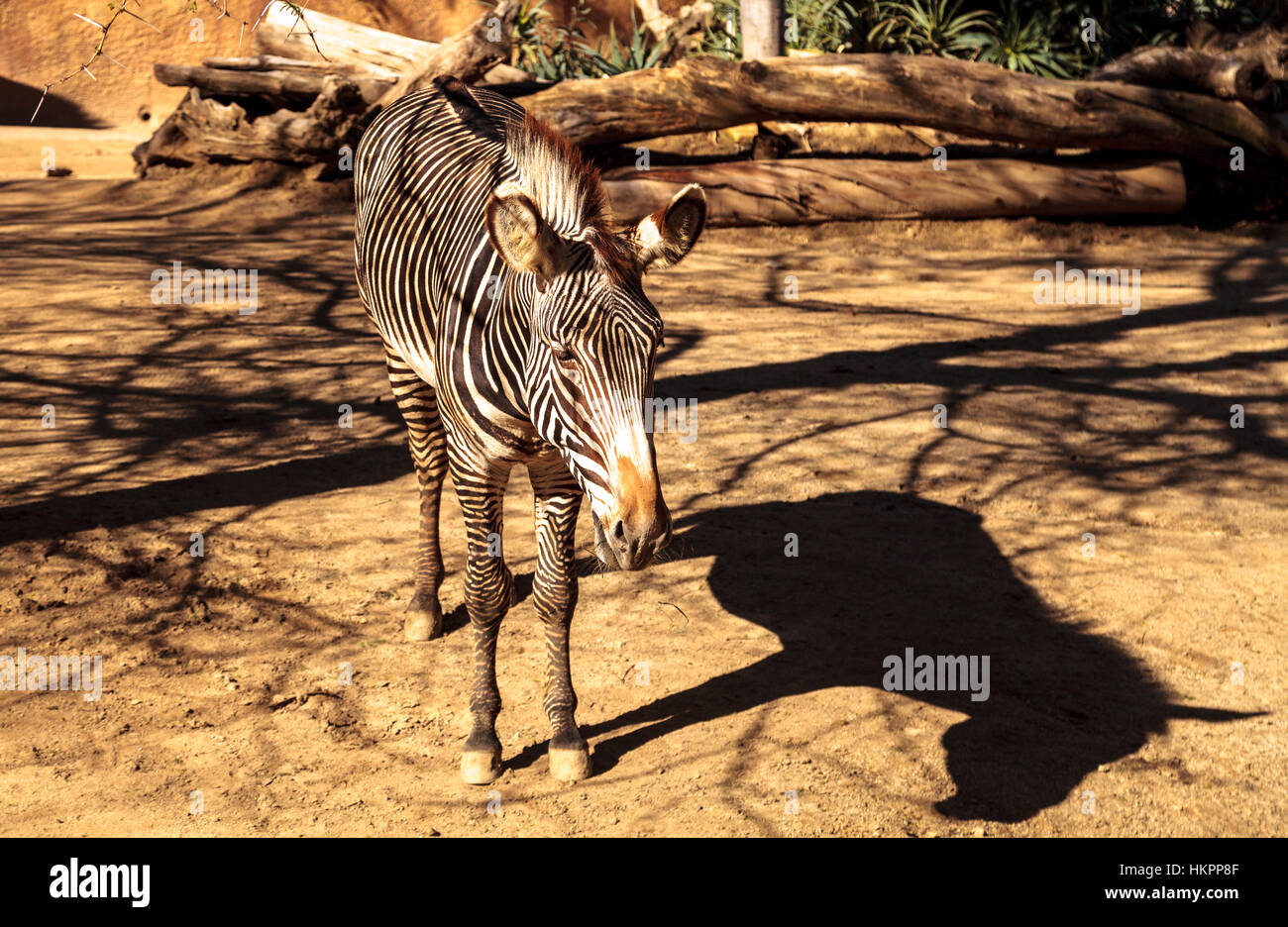 Grevy’s zebra, Equus grevyi, relaxes in the sun after a dust bath Stock ...