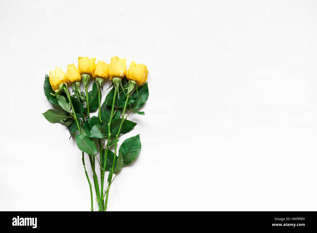Top view of yellow roses on white background Stock Photo - Alamy
