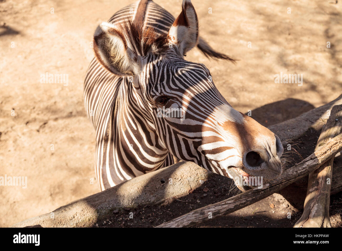 Grevy’s zebra, Equus grevyi, relaxes in the sun after a dust bath Stock ...
