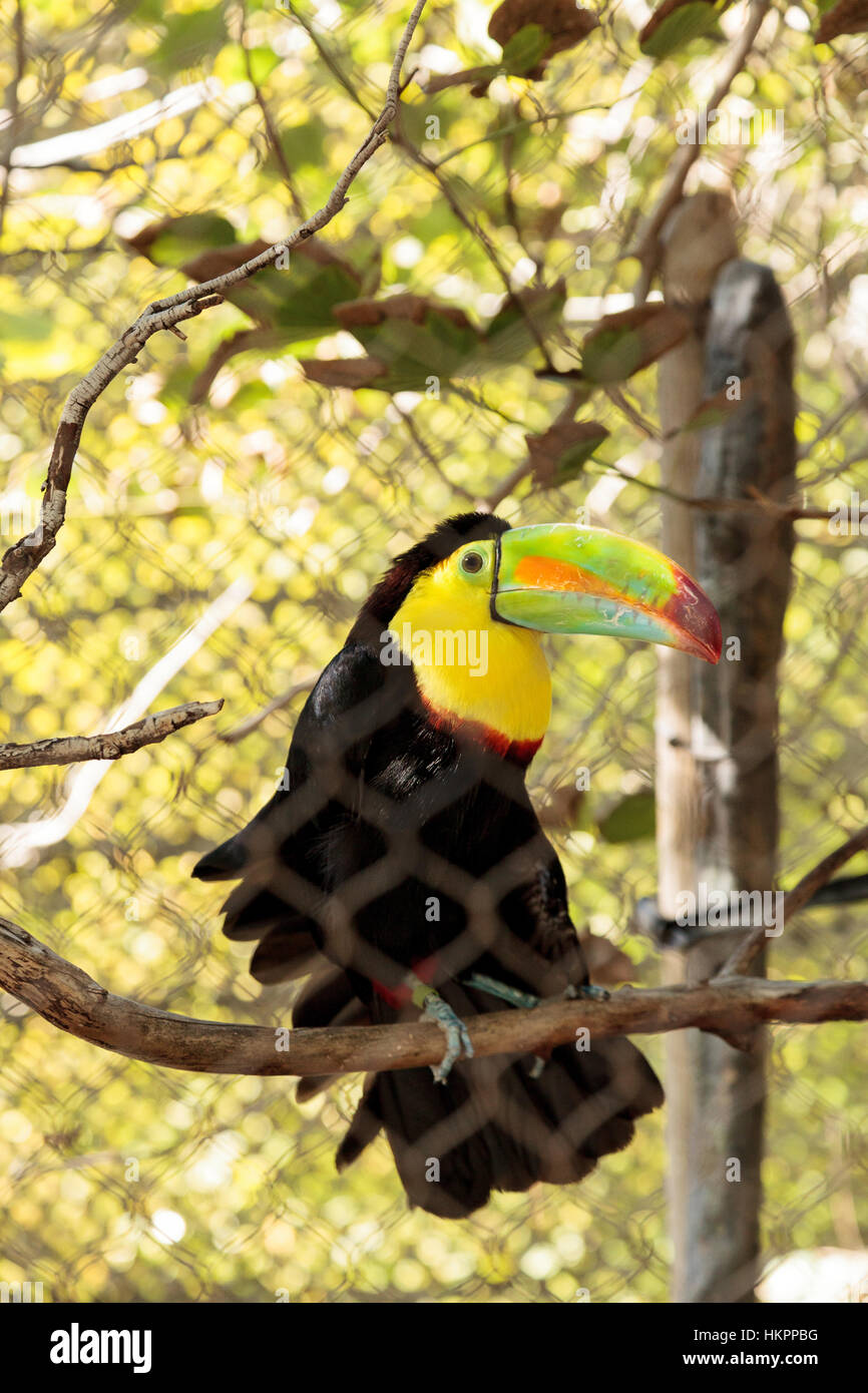 Colorful Beak Of The Keel Billed Toucan Ramphastos Sulfuratus