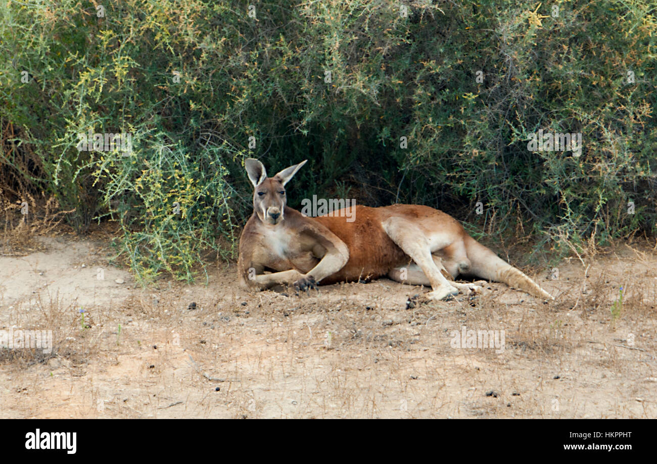 Red Kangaroo (Macropus rufus) lying down and looking relaxed, Mungo ...