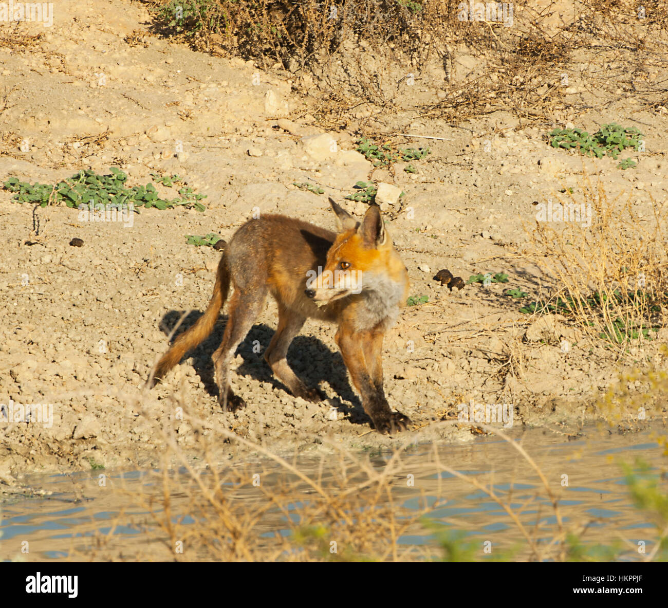 Vulpes Vulpes Australia Stock Photos & Vulpes Vulpes Australia Stock ...