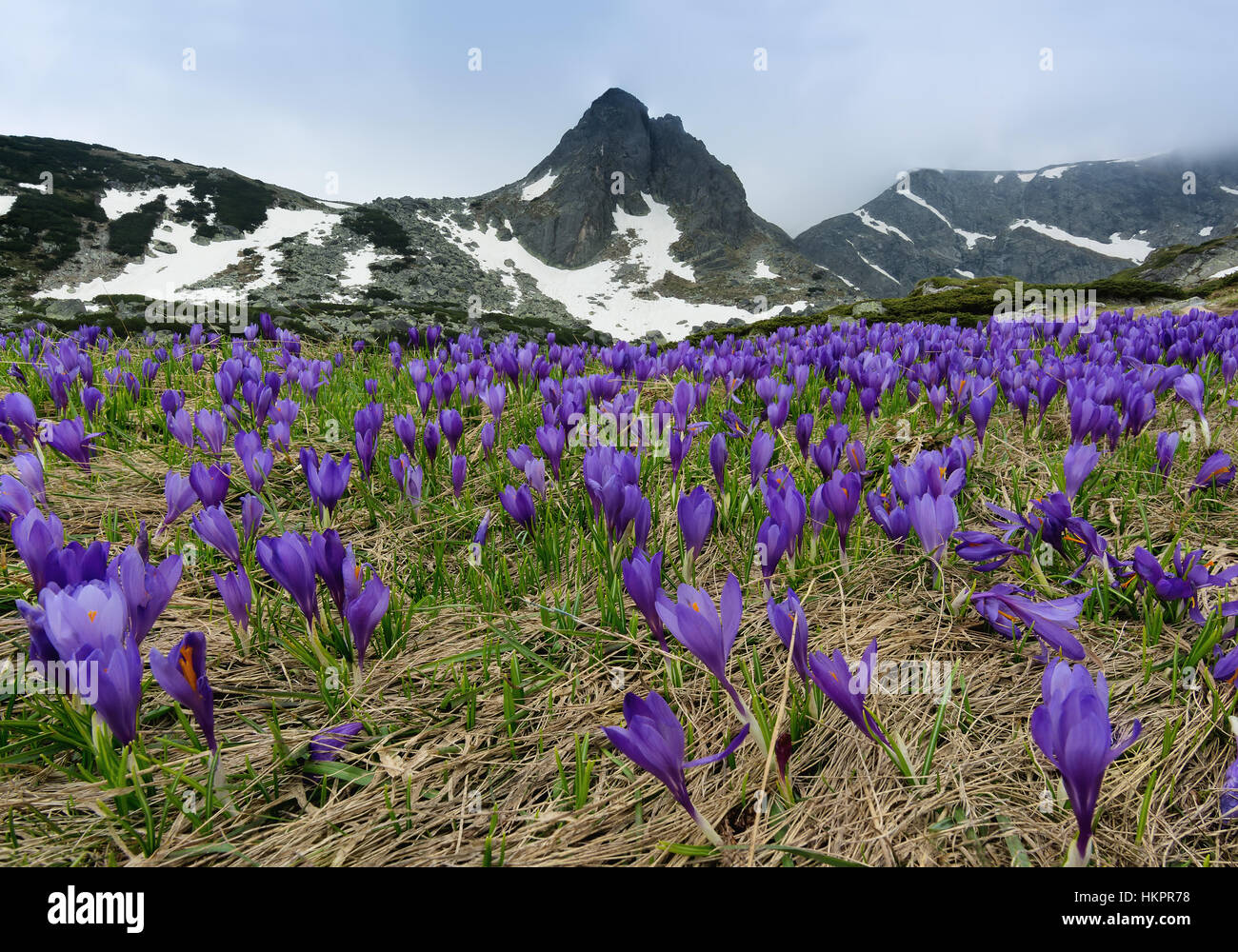 Field of spring time crocuses and Haramiya peak in the Rila Mountains ...
