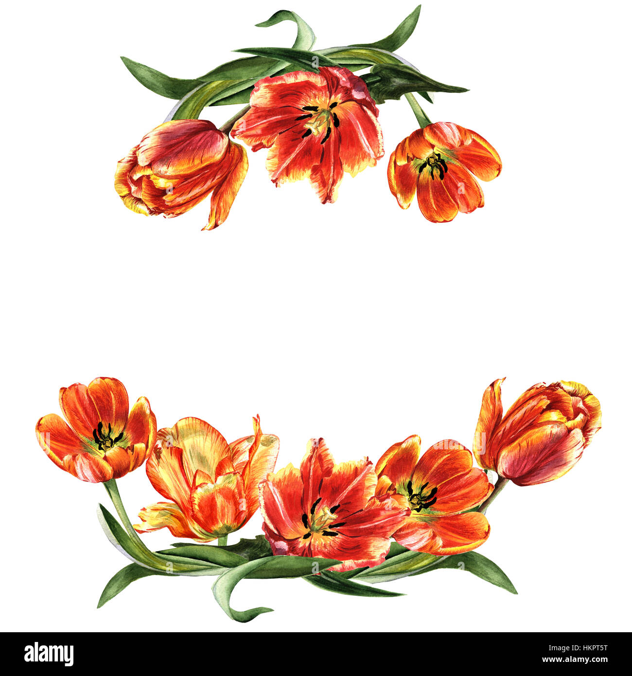Wildflower tulip flower frame in a watercolor style isolated Stock ...