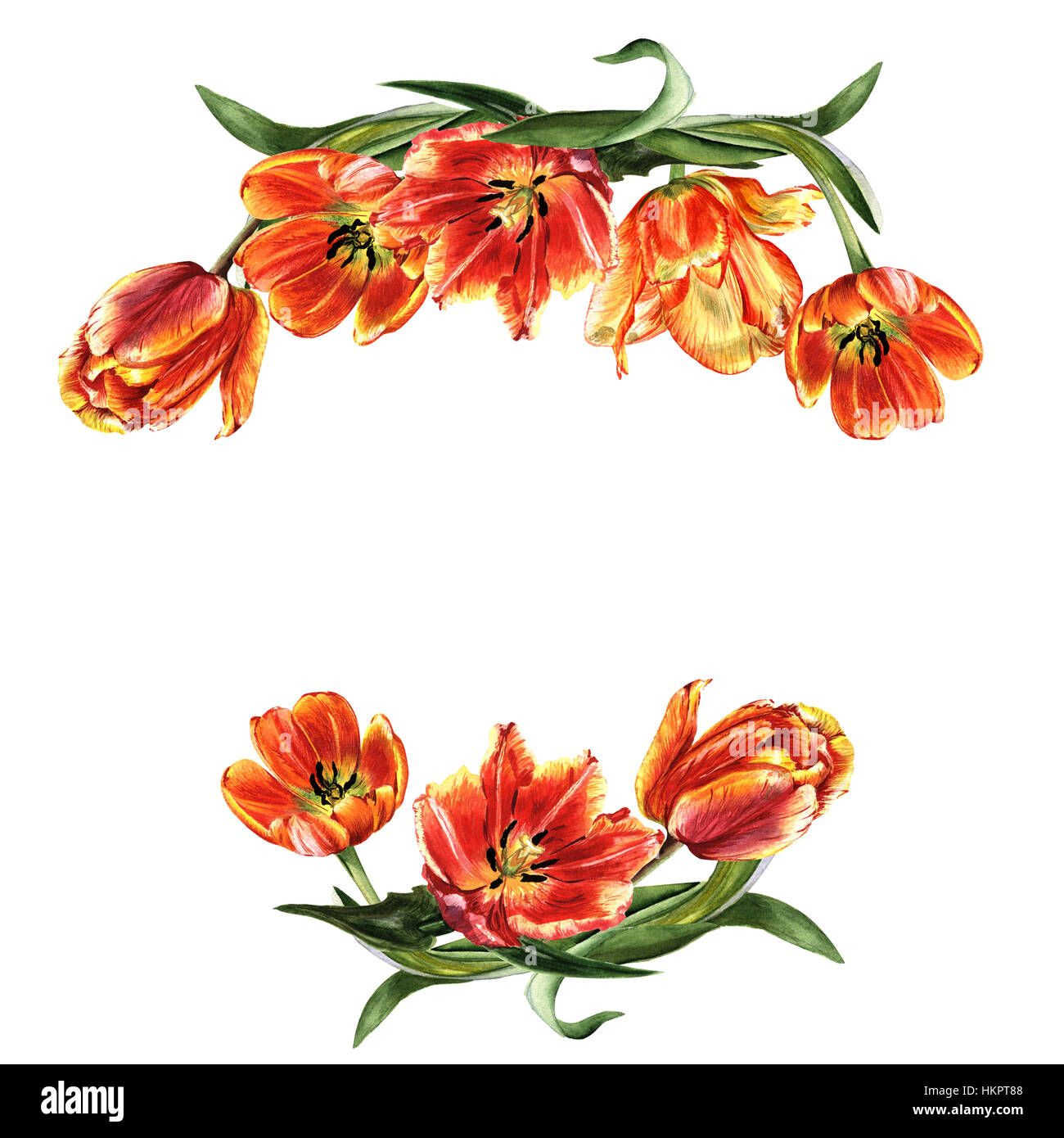 Wildflower tulip flower frame in a watercolor style isolated Stock ...