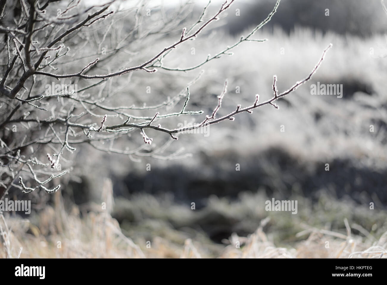 Frozen branches on the field. Winter nature Stock Photo - Alamy