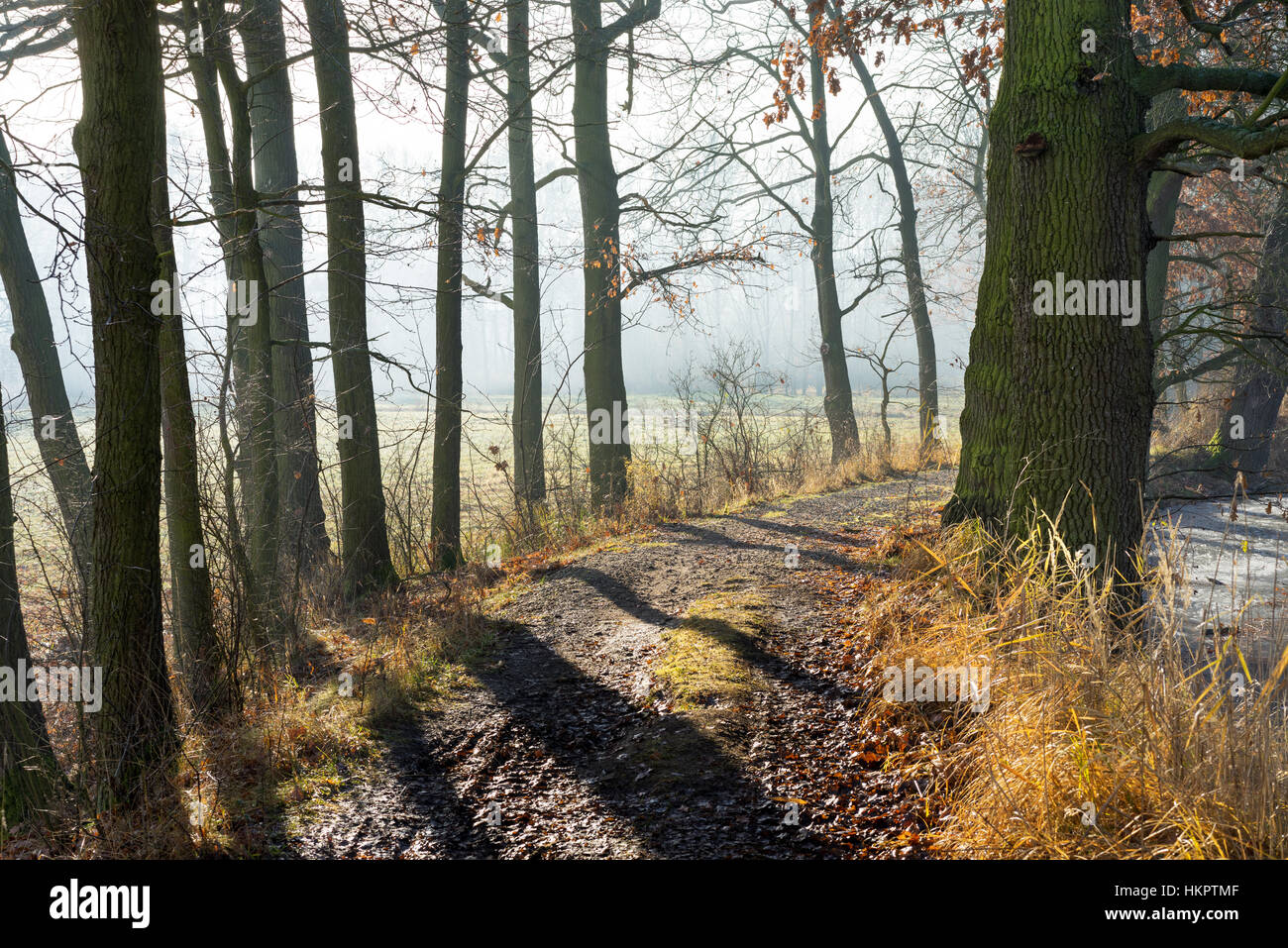 Pathway between yellow trees hi-res stock photography and images - Alamy