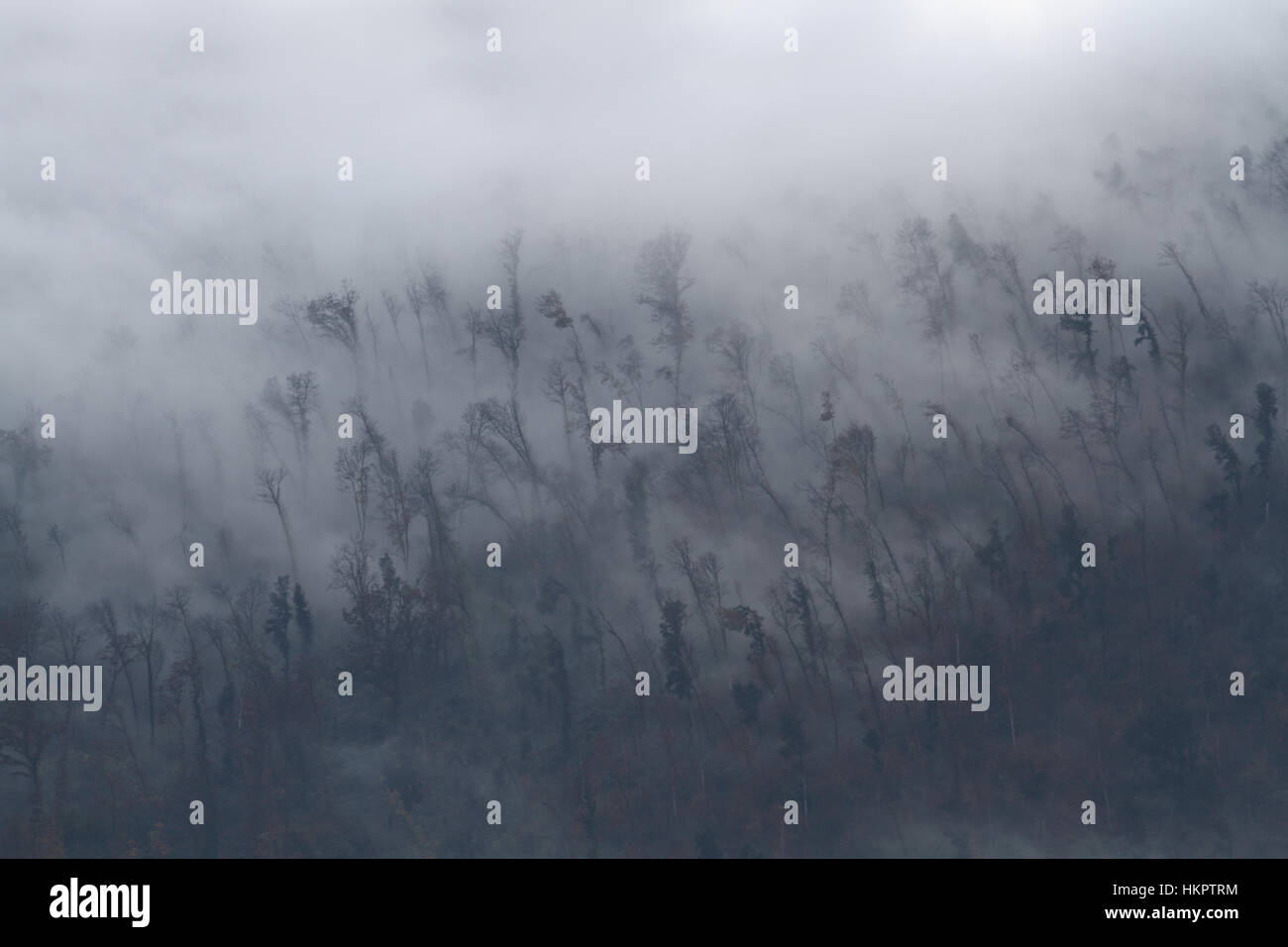 fog in the trees Stock Photo - Alamy